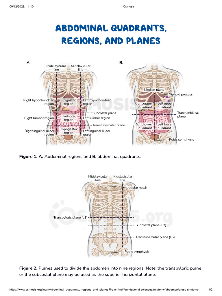Abdominal Quadrants, Regions and Planes - Video - Osmosis | PDF