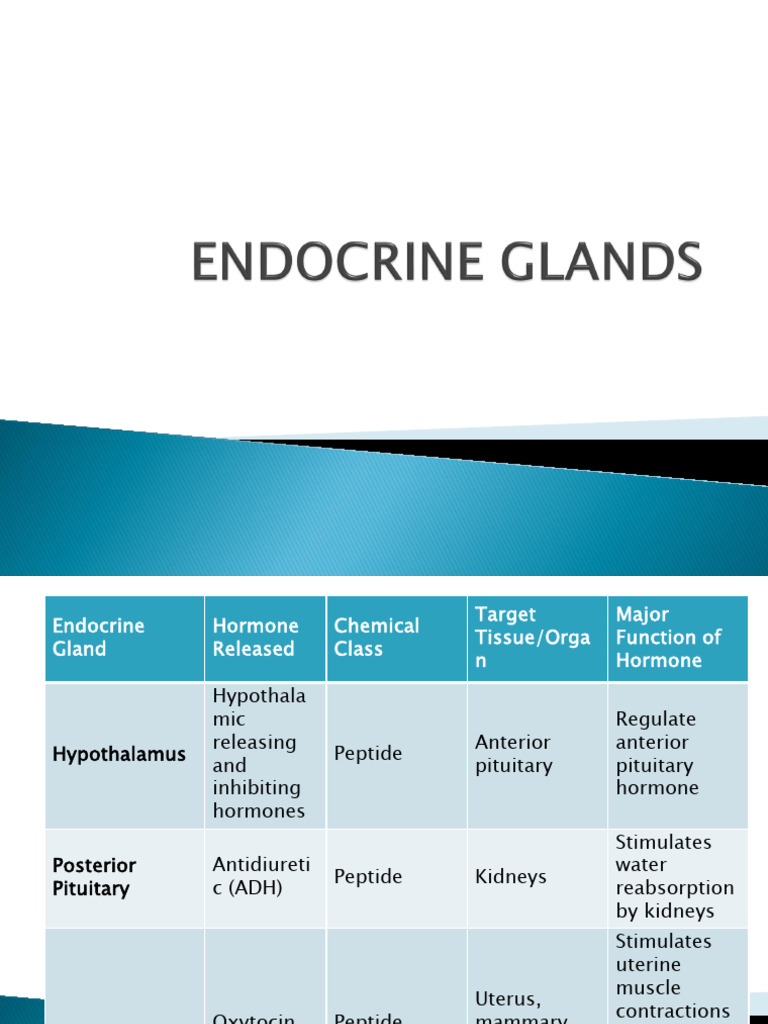 Endocrine Glands | PDF | Endocrine System | Pituitary Gland