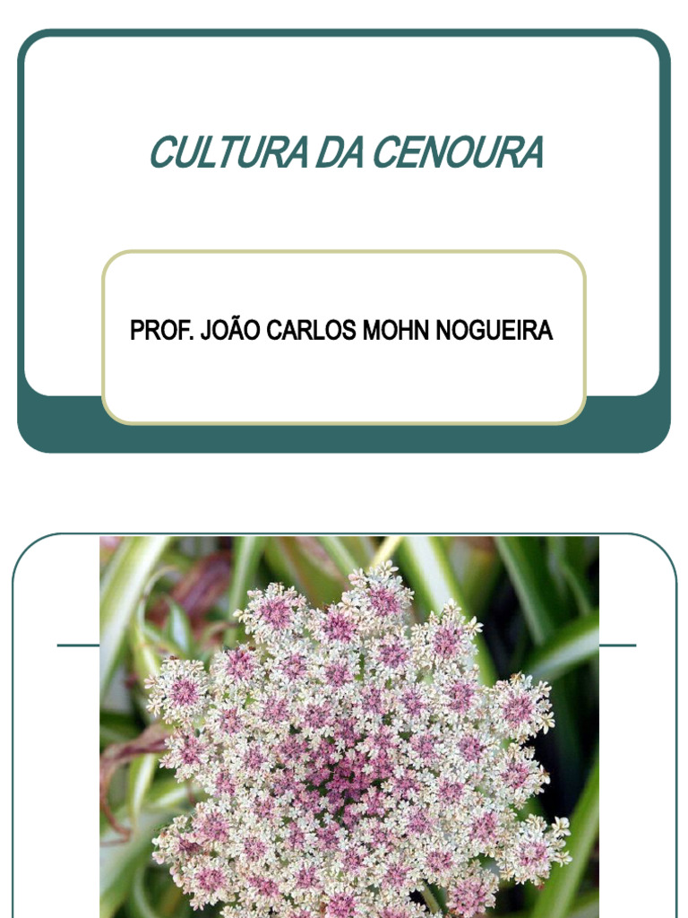 Cultura Da Cenoura | PDF