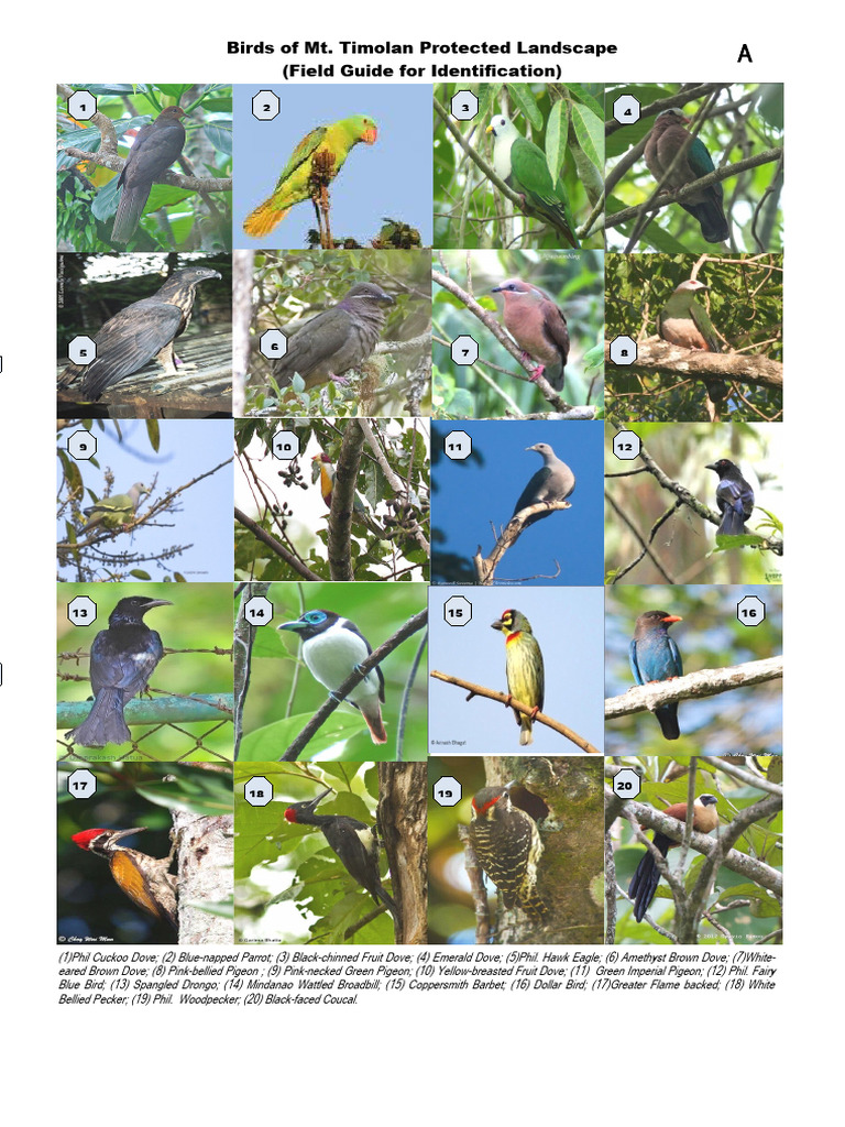 Birds Id of MTPL | PDF | Ornithology | Birds