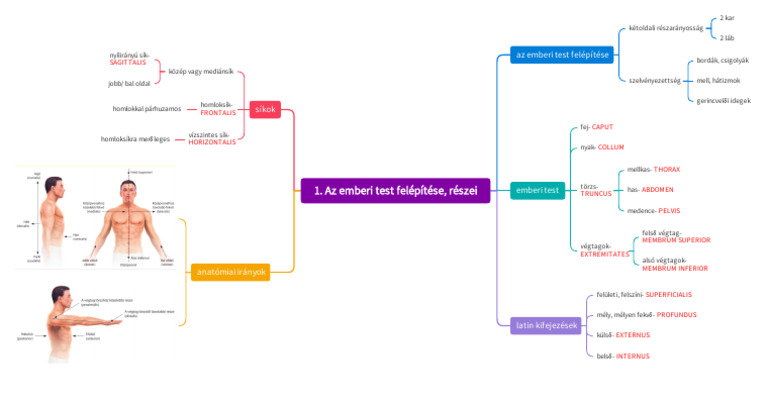 Az Emberi Test Felépítése, Részei | PDF