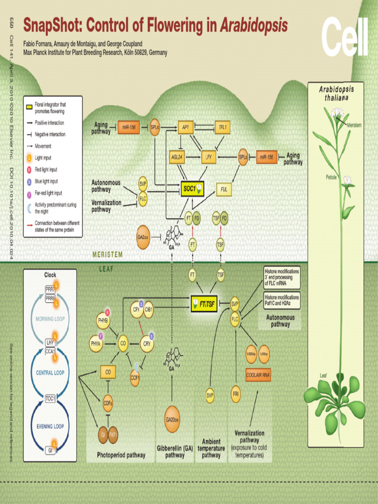 Arabidopsis Flowering Control | PDF | Botany | Molecular Genetics