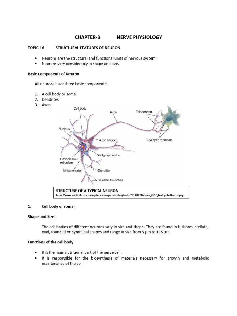 Physiology Handouts (Topic 16-26) | PDF | Chemical Synapse ...