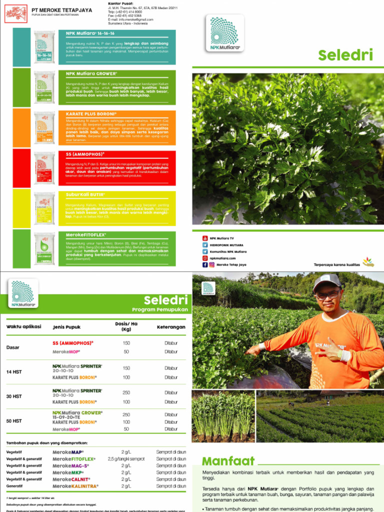 Brosur Seledri | PDF