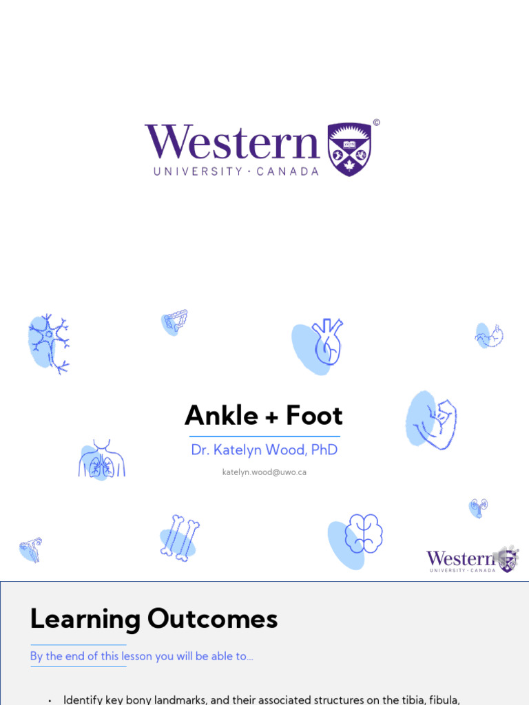Kin2222 - Ankle + Foot-1 | PDF | Ankle | Human Leg