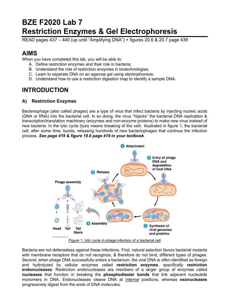 Bio II - Lab 7 Restriction Enzymes Gel Electrophoresis | PDF ...