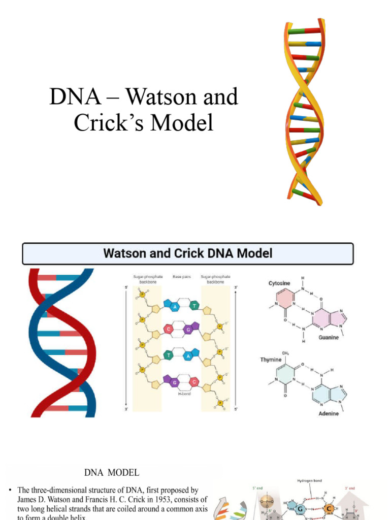 DNA Model | PDF