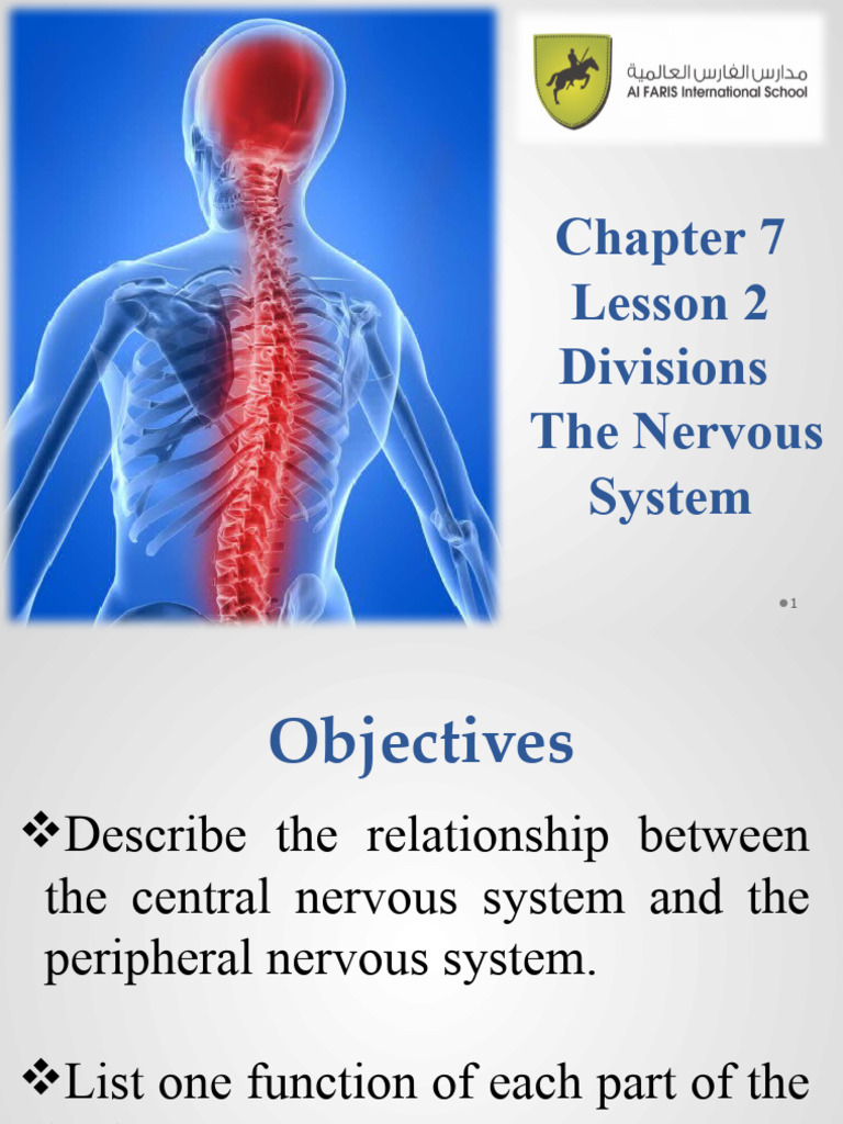 Grade 8 Biology Chapter 7 Lesson 2 | PDF | Central Nervous System | Nervous System