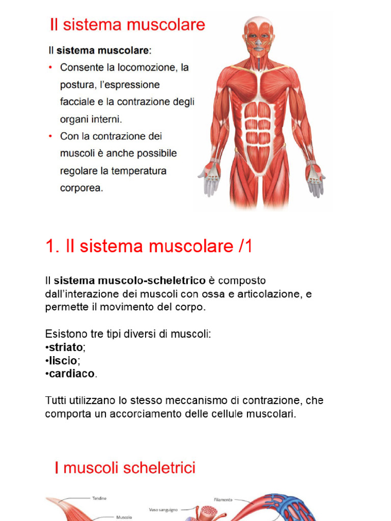 Scienze Motorie - Sistema Muscolare | PDF