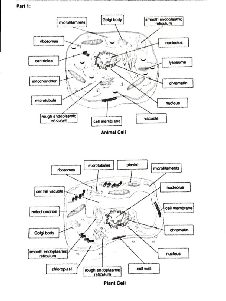 Plant and Animal Cell Diagram Key | PDF