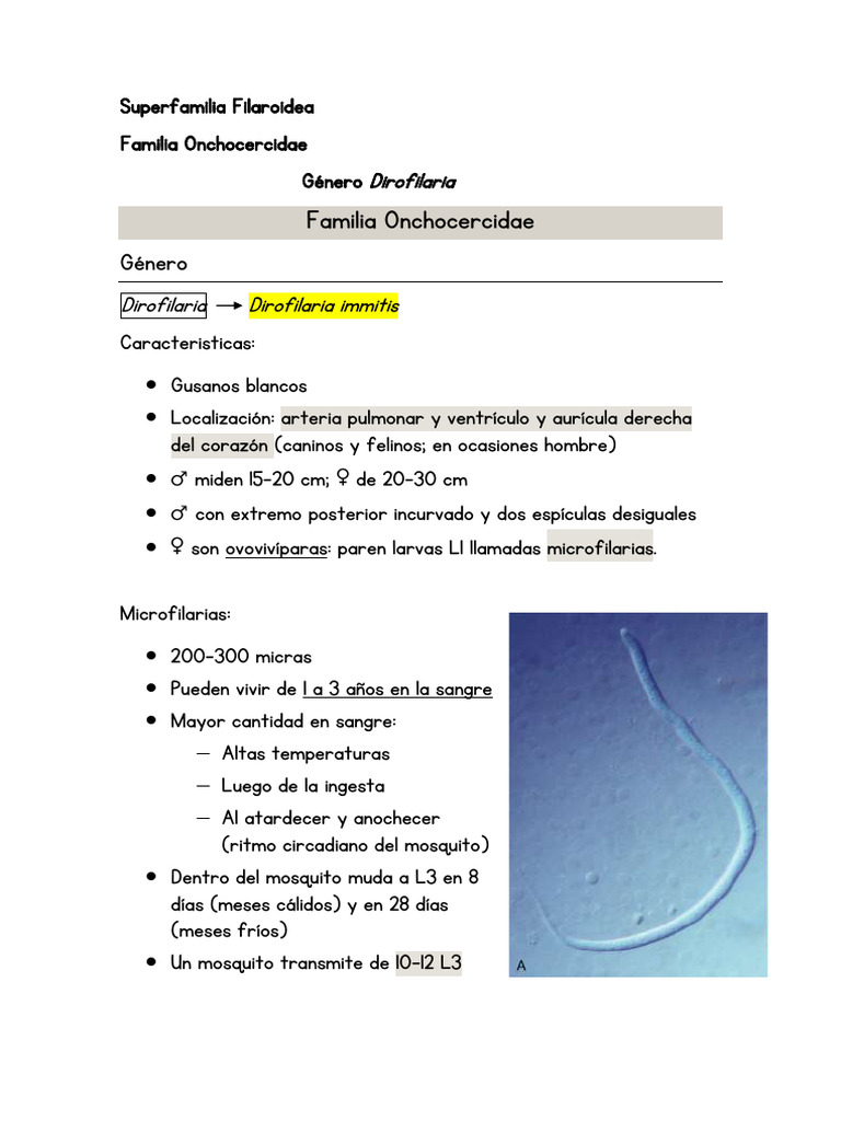 Apunte - Familia Onchocercidae, Dioctophymatidae, Trichuridae ...