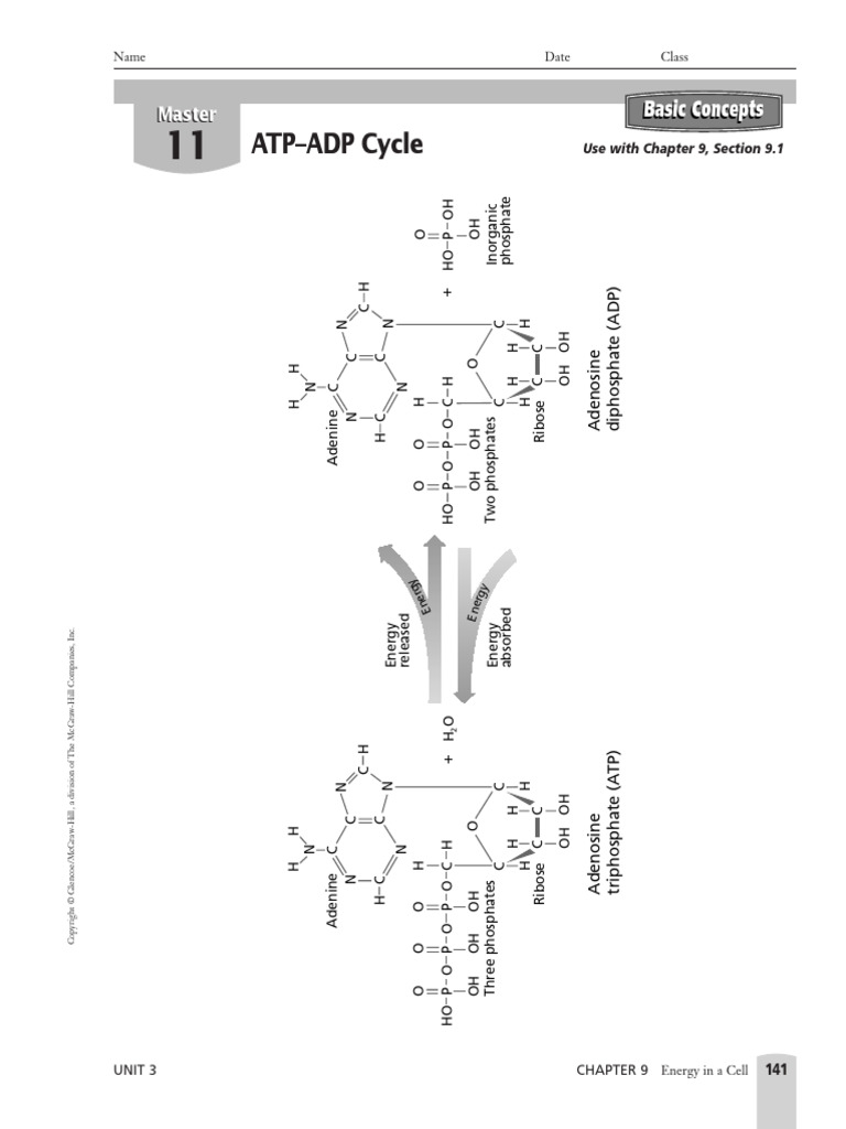 Adp Atp Cycle 10 | PDF