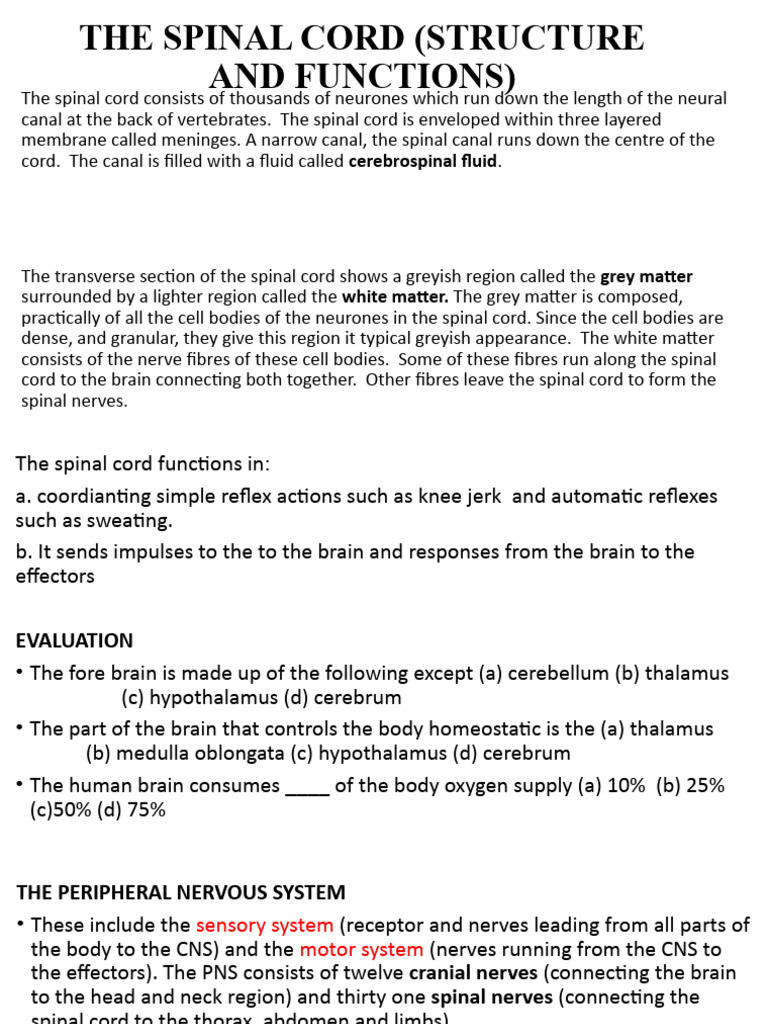 The Spinal Cord (Structure and Functions) | Download Free PDF | Nervous System | Axon