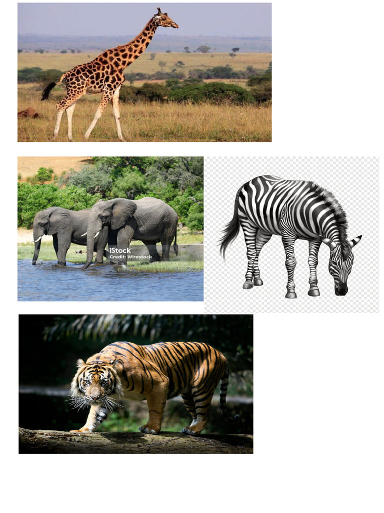 Animal | PDF