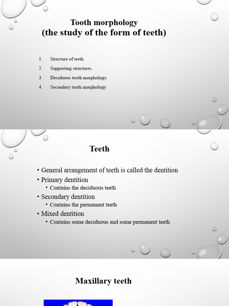 Tooth Morphology | PDF
