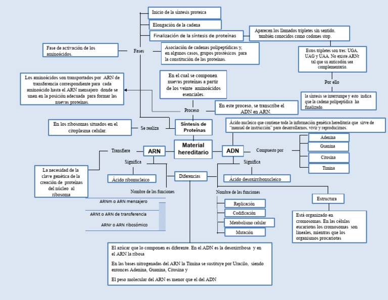 Mapa Conceptual Del ARN 2 | Descargar gratis PDF | Rna | Adn