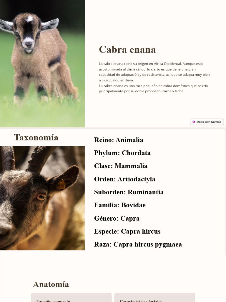 Exposición.... Taxonomía | PDF | Cabra | Carne