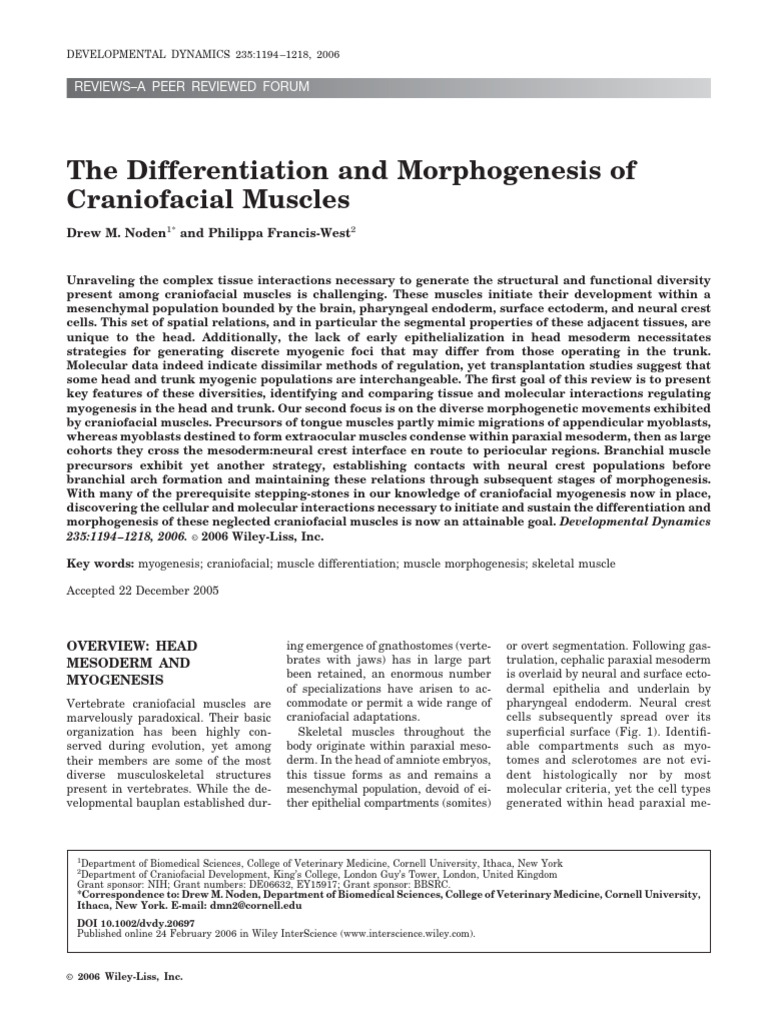 #5 Morfogénesis de Los Músculos Cráneo-Faciales | PDF | Skeletal Muscle ...