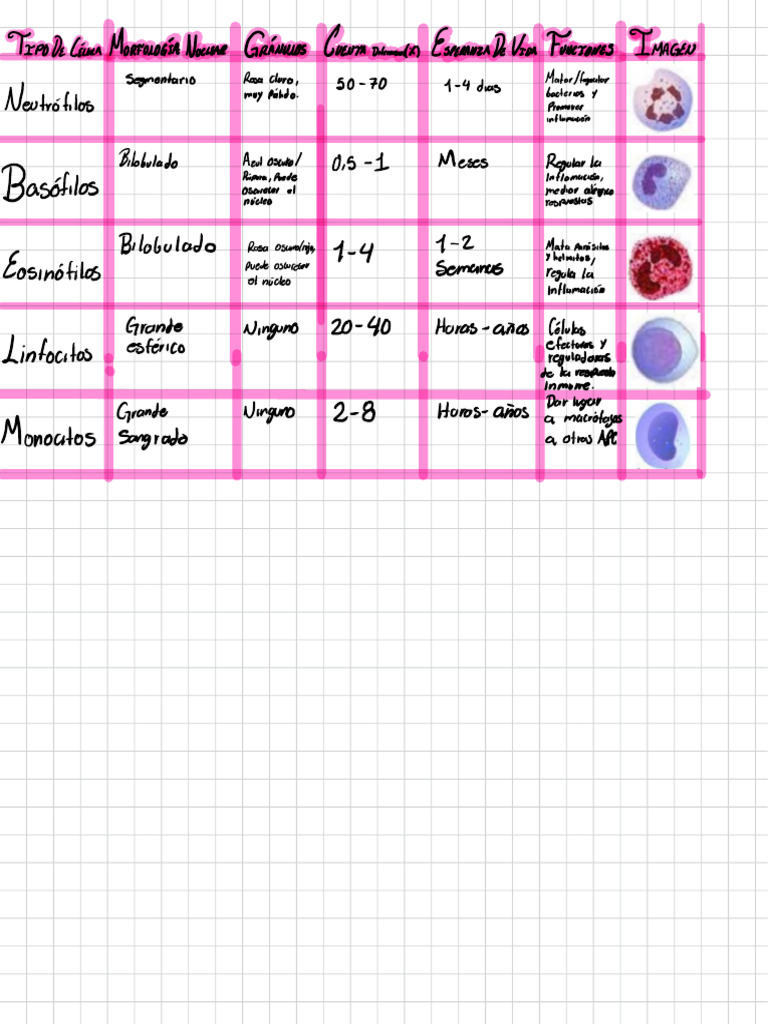 Cuadro Glóbulos Blancos | PDF