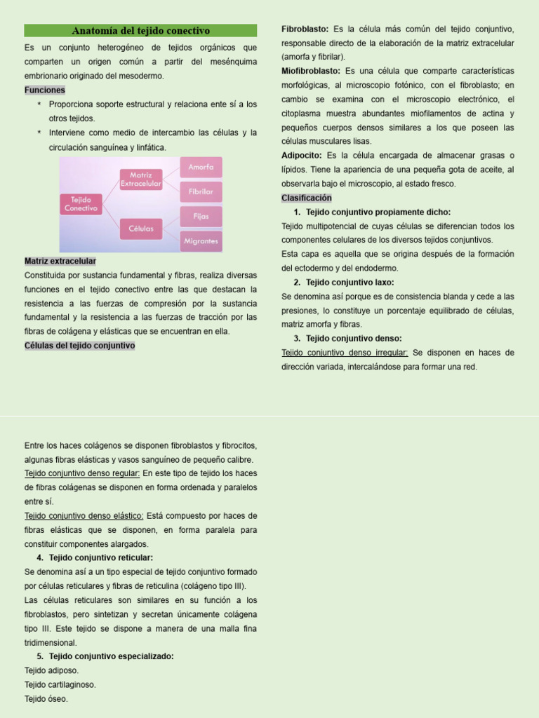 Anatomía Del Tejido Conectivo | PDF