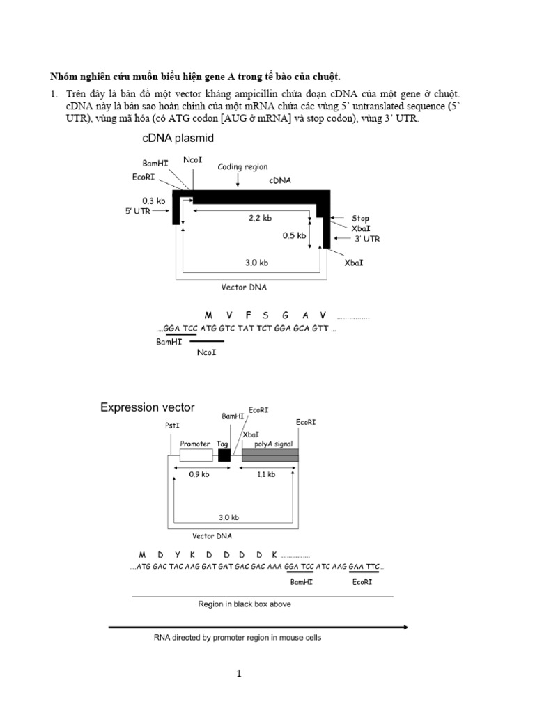 CNDt1 biotech bt | PDF