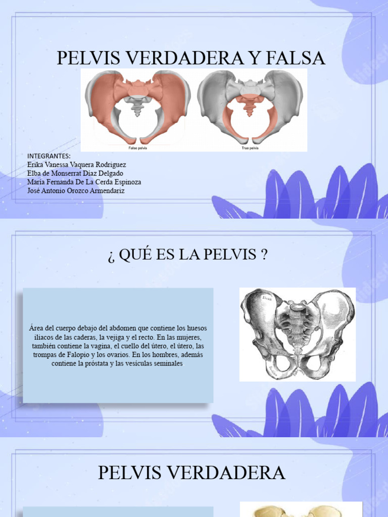 Pelvis Falsa y Verdadera 3 | PDF