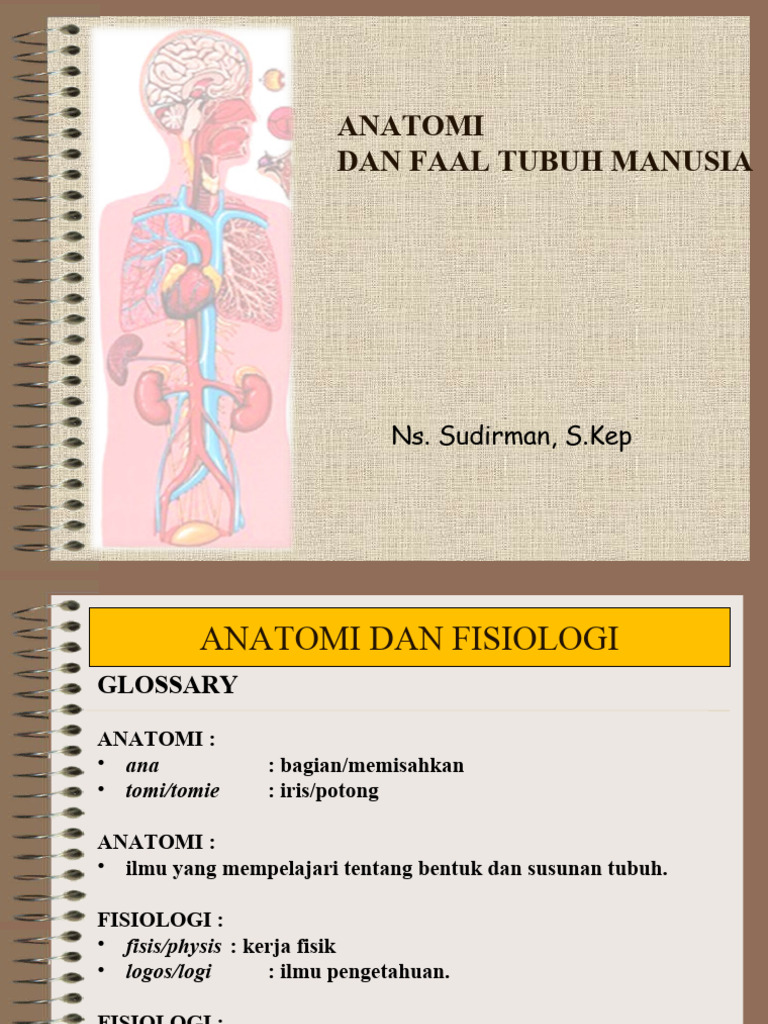 Anatomi Dan Faal | PDF
