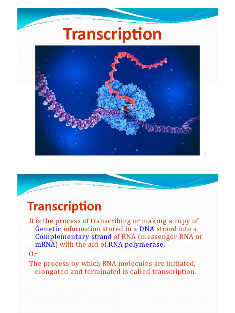 Transcription | PDF | Rna | Directionality (Molecular Biology)