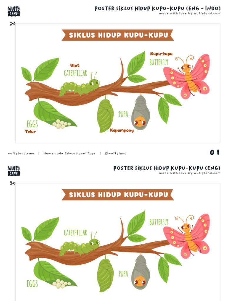 Free Printable - Siklus Kupu-Kupu | PDF