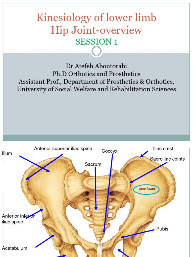 Session 1,2-Hip Overview | PDF | Hip | Pelvis