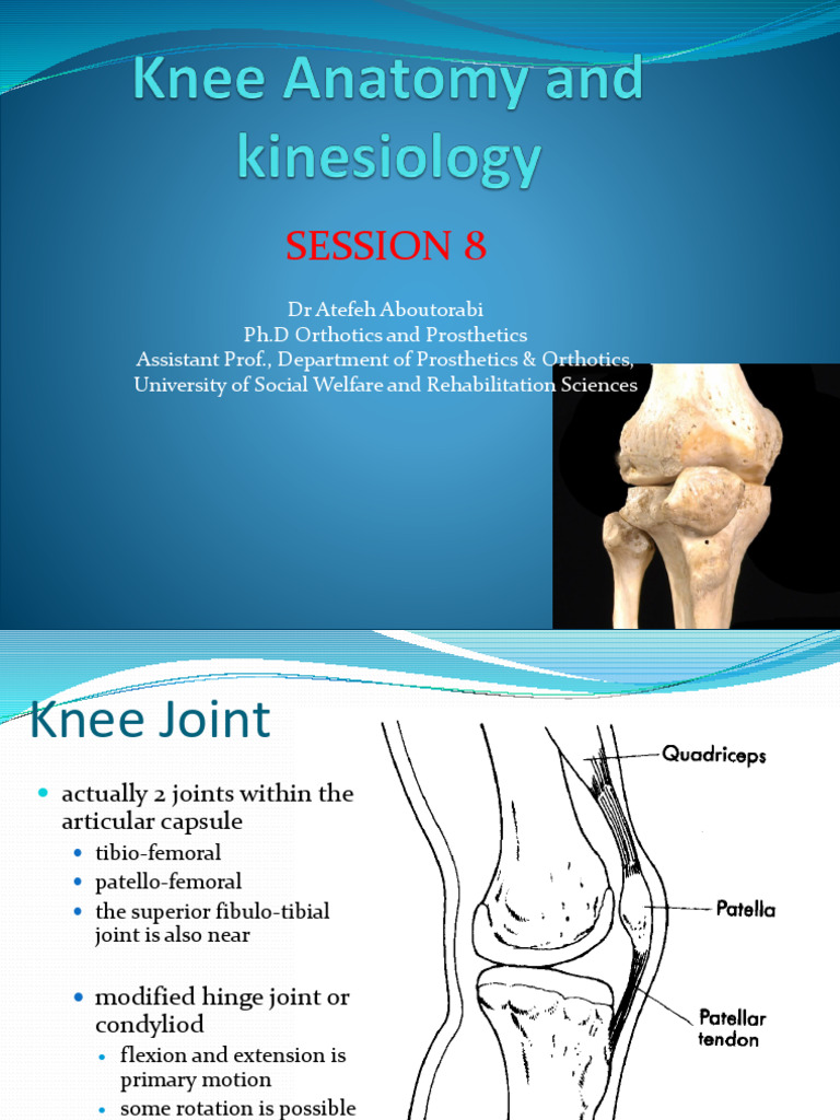 Session8-Knee Anatomy & Kinsiology | PDF | Knee | Musculoskeletal System