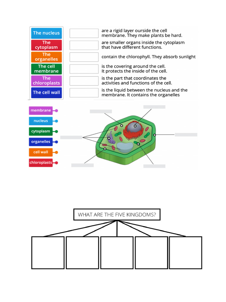 5D Parte 2 Examen | PDF