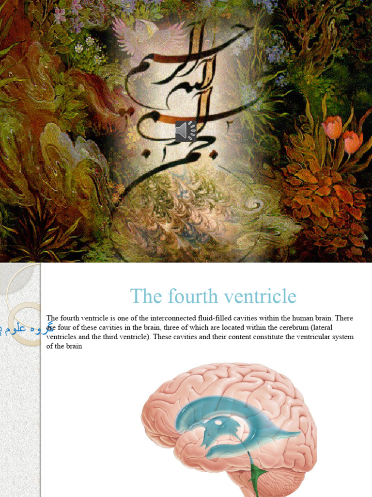 Fourth Ventricle | PDF | Science & Mathematics