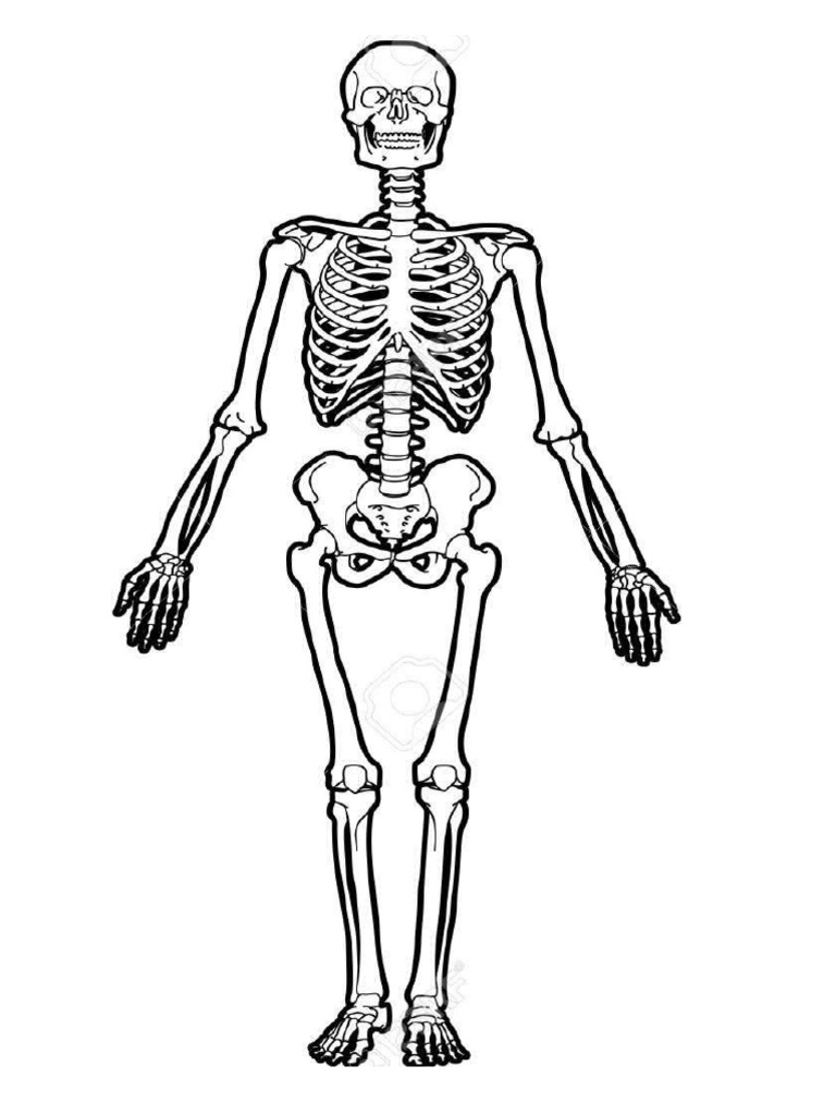 Skelaton | PDF