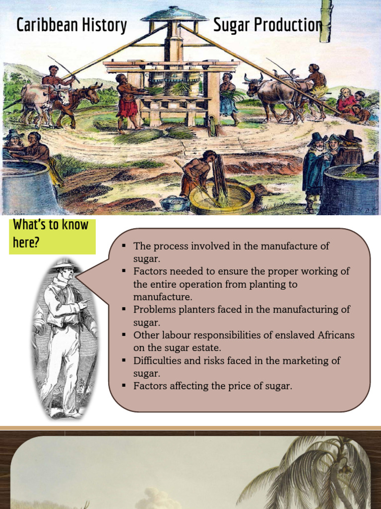 The Sugar Revolution | PDF