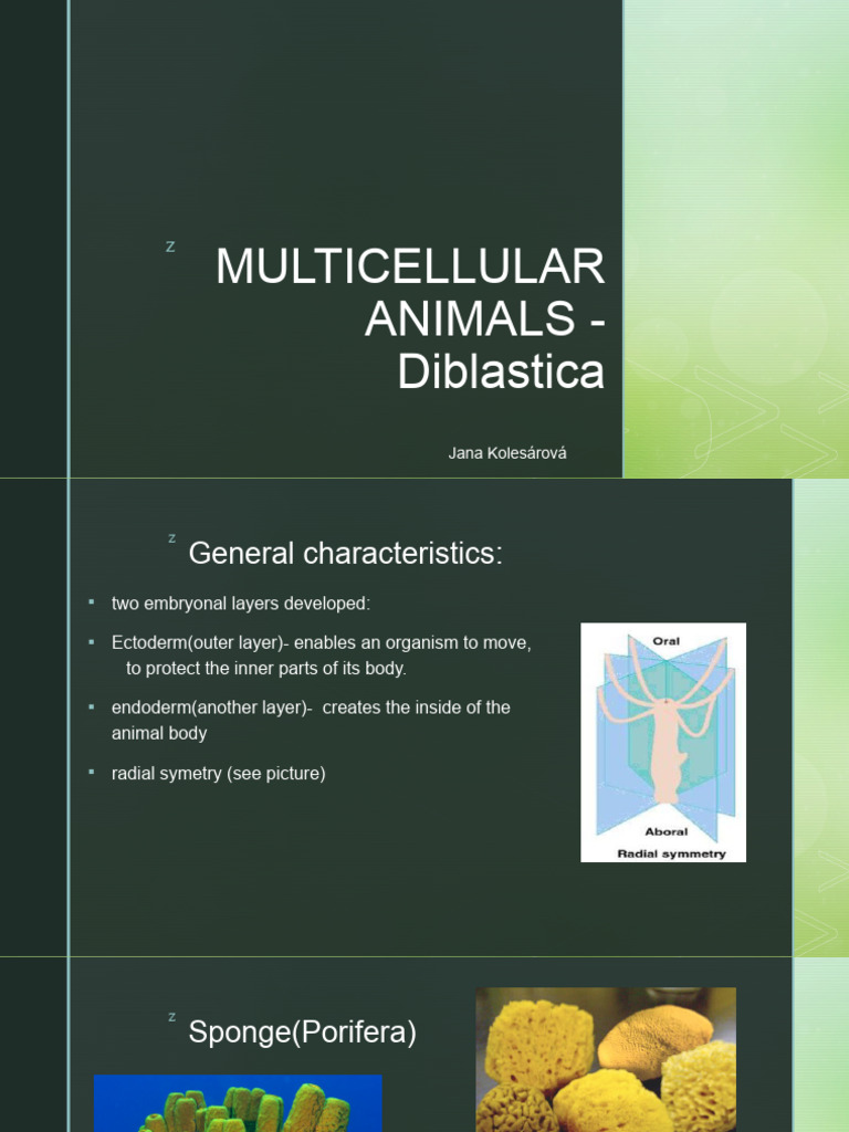 MULTICELLULAR ANIMALS - Diblastica Presentation | PDF | Sponge | Skeleton
