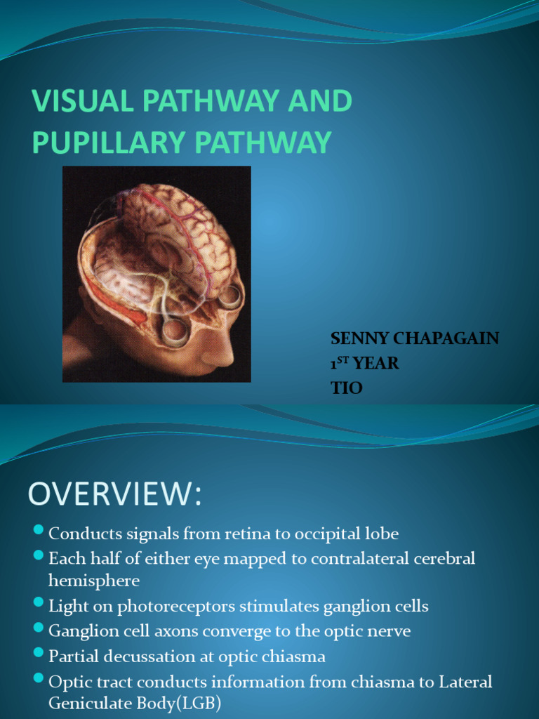 Visual Pathway | Download Free PDF | Visual System | Visual Cortex
