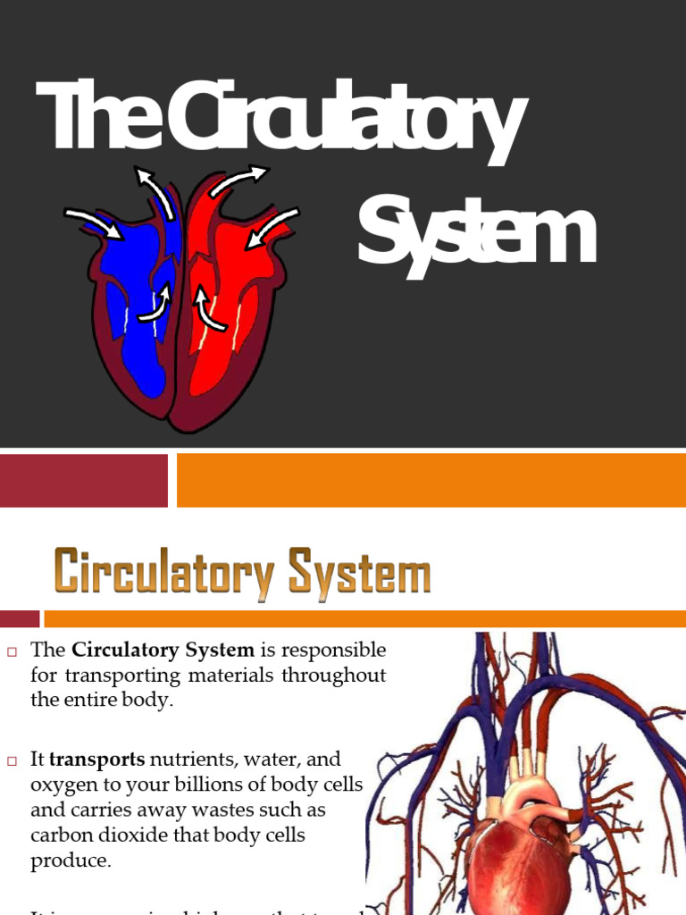 Circulatory System | PDF | Heart | Blood