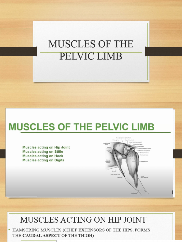 Muscles of The Hindlimb | PDF
