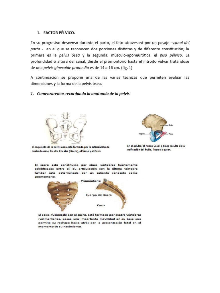 11 Pelvimetria Clinica Pdf Pelvis Anatomía