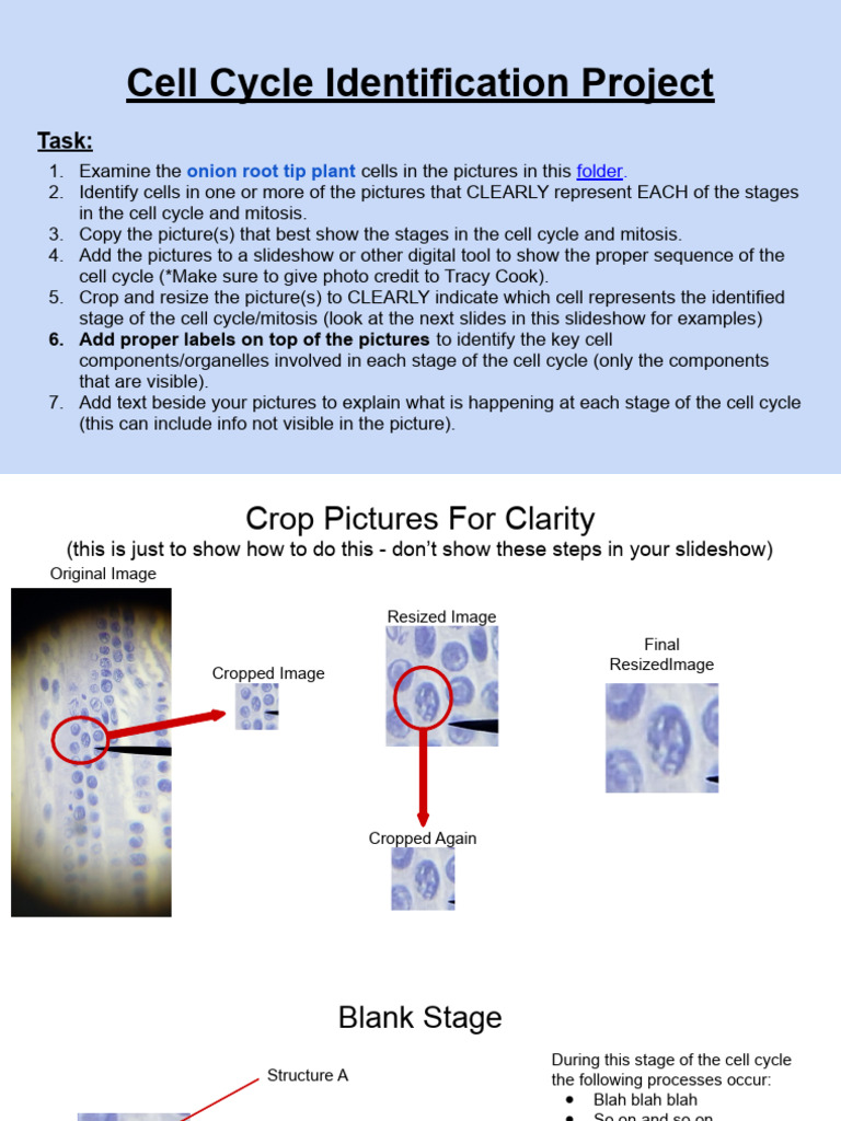 4.1 Cell Cycle Identification Project | PDF