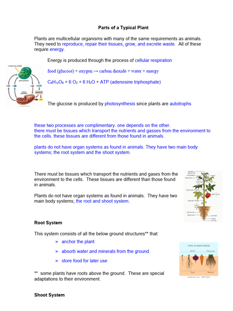 Lesson 1 Parts of a typical plant finb | PDF | Plants | Flowers