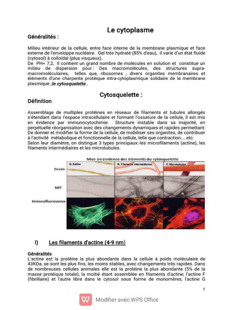 3 Cytosquelette | PDF