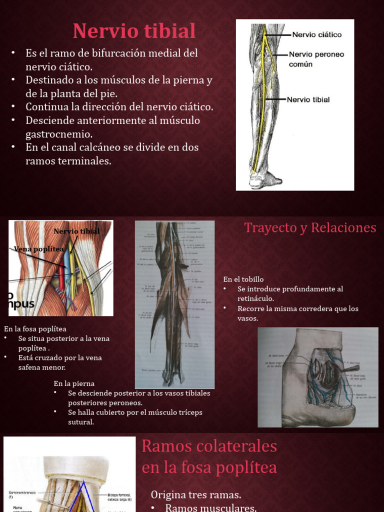 Nervio Tibial | Descargar gratis PDF | Anatomía humana | Neuroanatomía