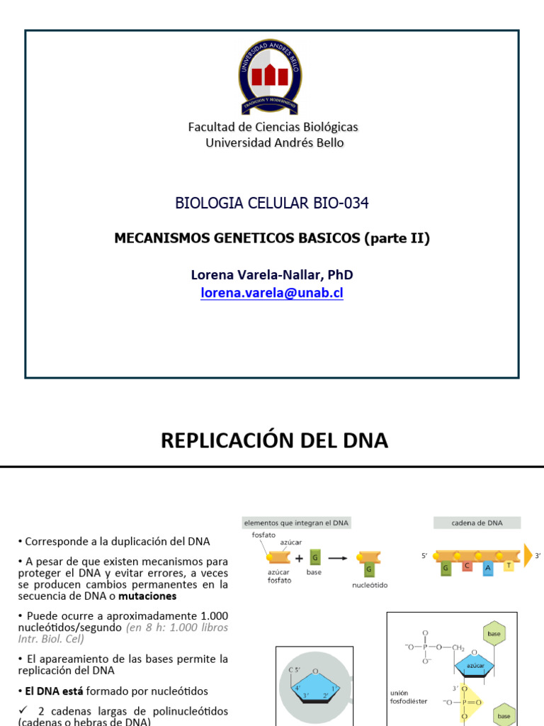 BIOL-034 Clase 4-Mecanismos Genéticos Básicos II | PDF | Adn | Reparación de adn
