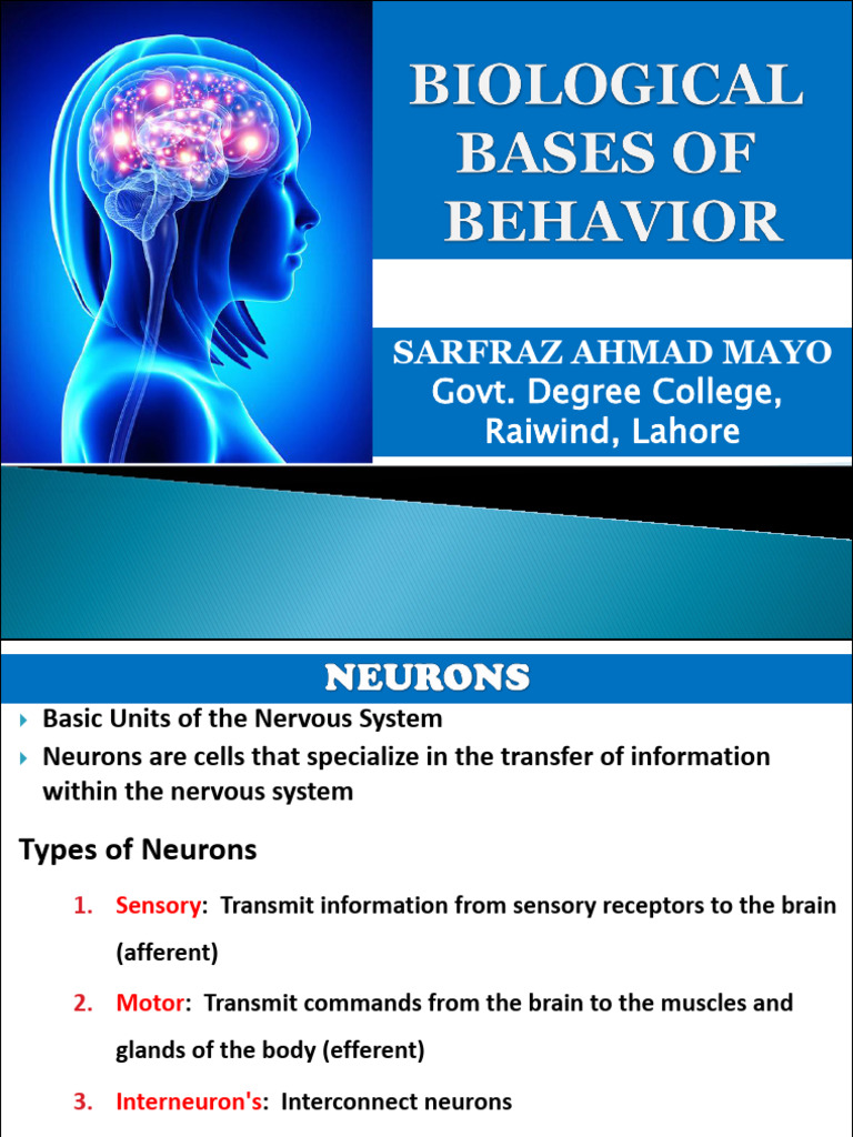 Biological Basis of Behaviour | PDF | Nervous System | Autonomic ...