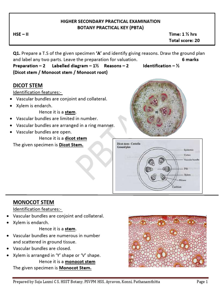 Practical Key-2024 botany full | PDF | Plant Stem | Vector (Molecular Biology)