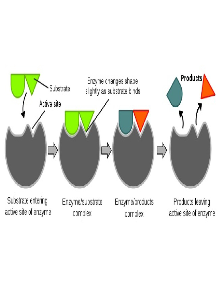 Study of enzymes photo | PDF
