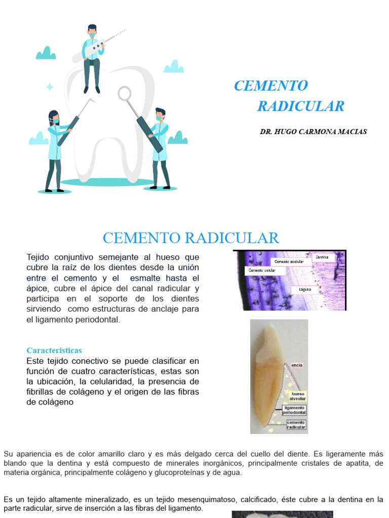 Cemento Radicular | PDF | Hueso | Dentina