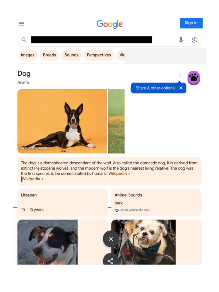 Dog - Google Search | PDF | Dogs | Dog Breeds